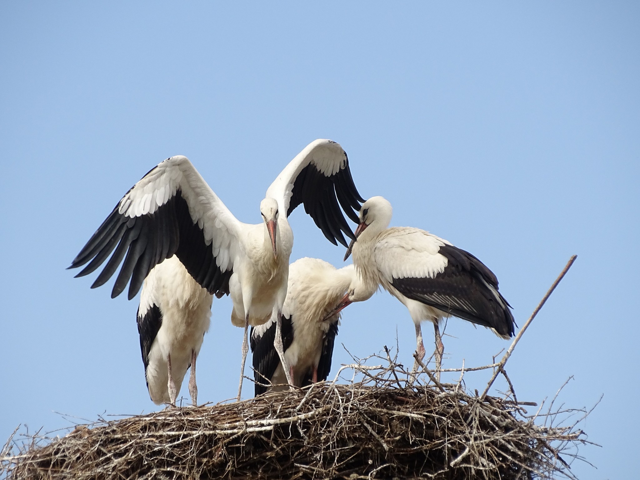 Ce pasari raman peste iarna la noi in tara? - Itsy Bitsy