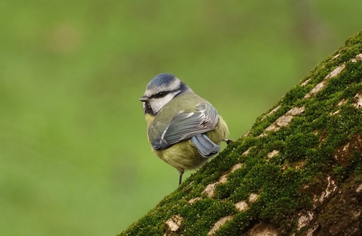 Ce pasari raman peste iarna la noi in tara? - Itsy Bitsy